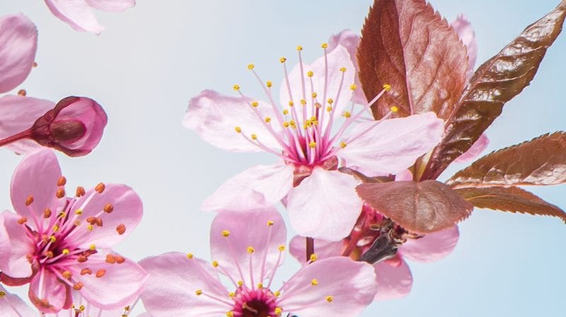 The IV Lounge | Intravenous Therapy Auckland